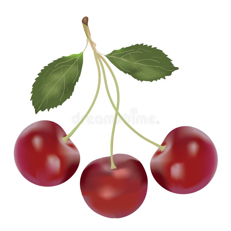 Cherry Vector.Fresh Cherry Illustration Stock Vector - Illustration of ...