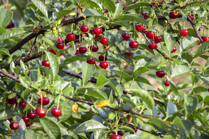 Cherry berries close-up stock image. Image of cherry - 146063761