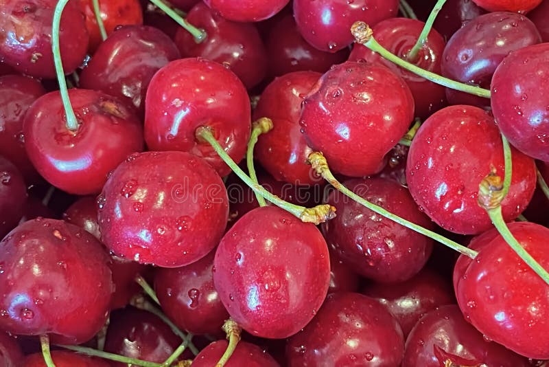 Cherry Berries, the Most Popular Fruit Stock Photo - Image of healthy ...