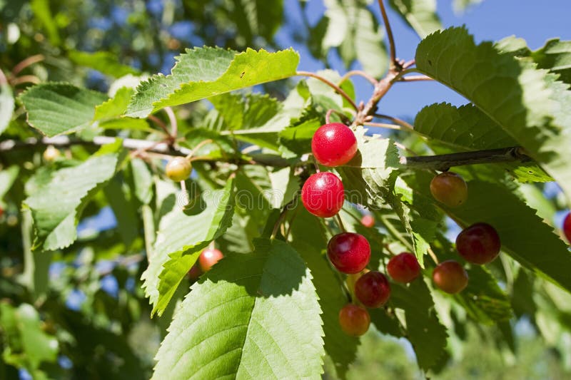 Cherry berry stock image. Image of cluster, berry, wood - 19742455