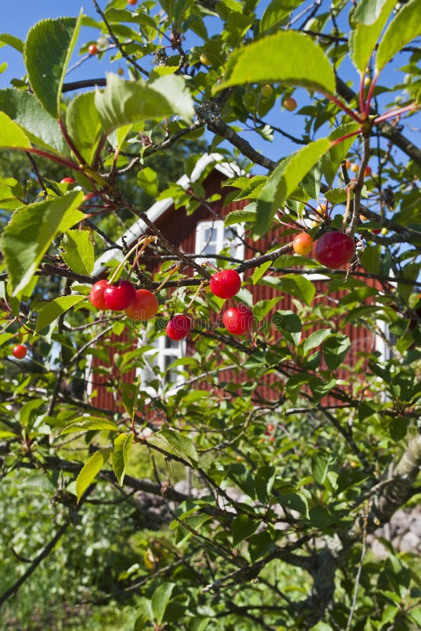 Cherry berry stock photo. Image of cottage, cherry, bush - 25387848