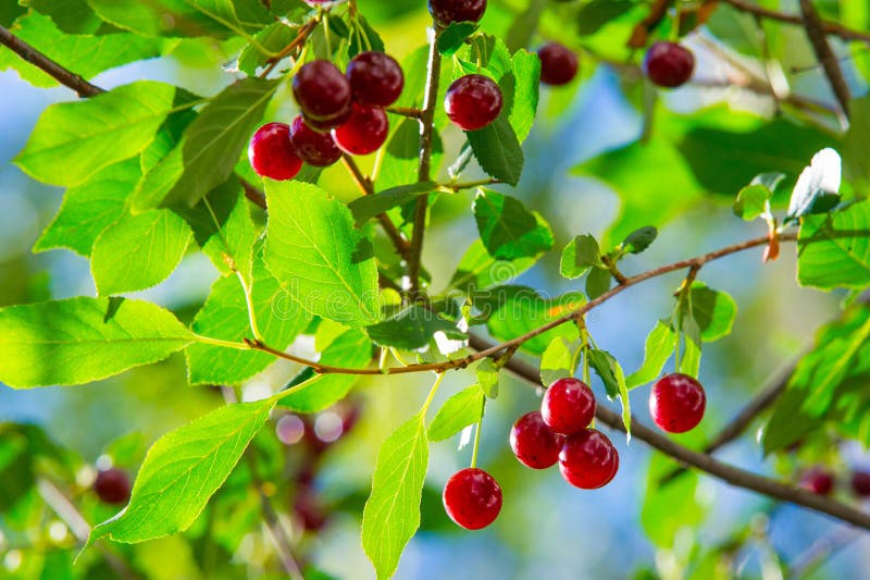 Cherry Berry on the Branches of a Tree. a Small, Round Stone Fruit that ...