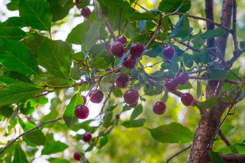 Cherry Berry on the Branches of a Tree. a Small, Round Stone Fruit that ...