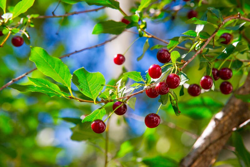 Cherry Berry on the Branches of a Tree. a Small, Round Stone Fruit that ...
