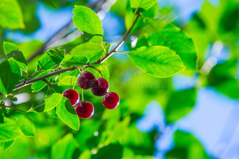 Cherry Berry on T he Branches of a Tree. a Small, Round Stone Fruit ...