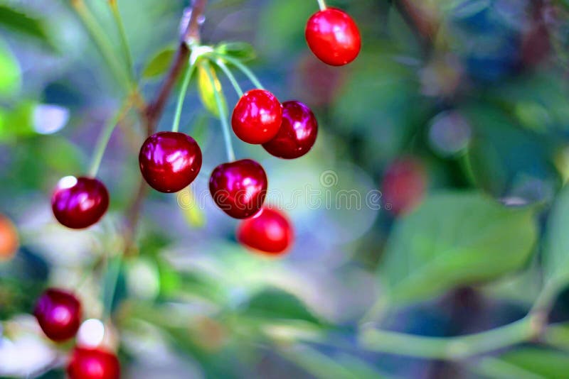 Cherry, Berry, Fruit, Close Up Stock Image - Image of branch, cherry ...