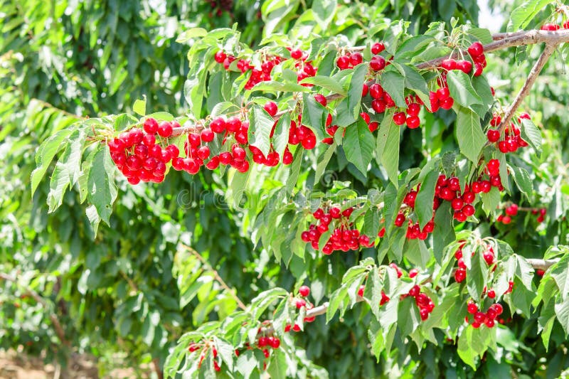 Cherry Berry Tree in Orchard Stock Photo - Image of garden, berry: 41203220