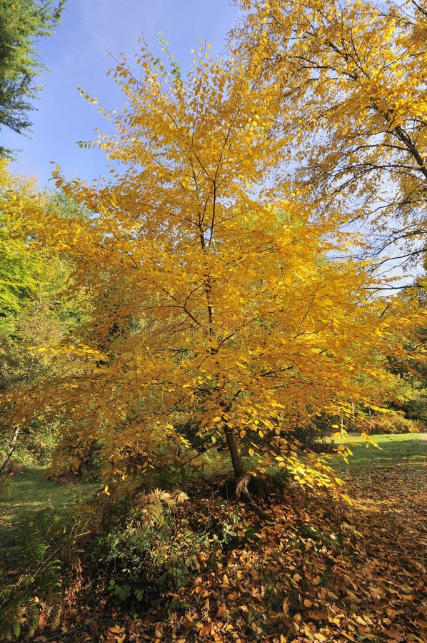 Cherry birch tree stock photo. Image of green, cherry - 21041840