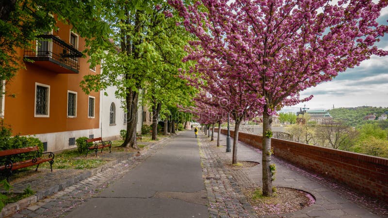 Cherry Blosom Trees in Budapest Castle Stock Photo - Image of european ...