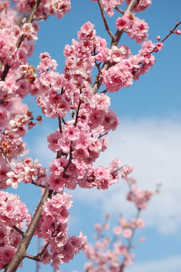 Cherry Blossom stock image. Image of close, branch, blossom - 12949941