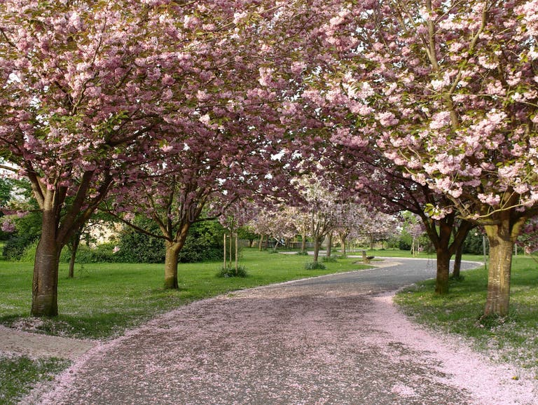 132 Road Lined Cherry Blossom Trees Stock Photos - Free & Royalty-Free ... 132 Road Lined Cherry Blossom Trees Stock Photos - Free & Royalty-Free ...