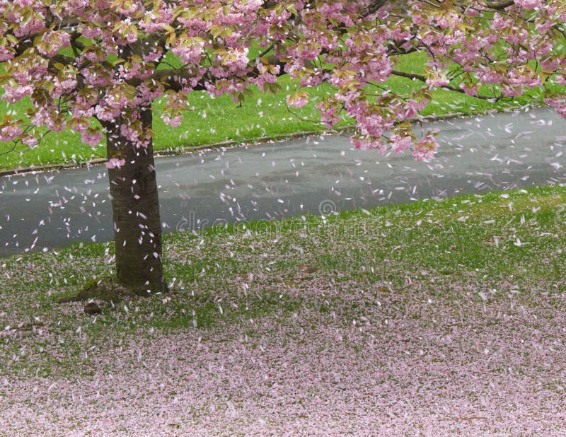 Cherry Blossom stock photo. Image of falling, blossom - 14234746