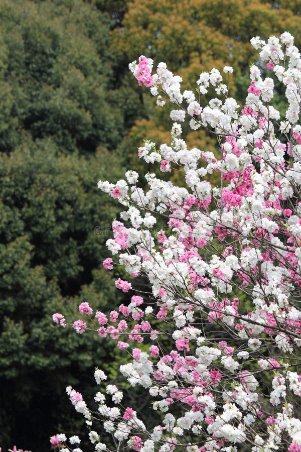 Cherry blossom stock image. Image of cedar, blossom, green - 21882975