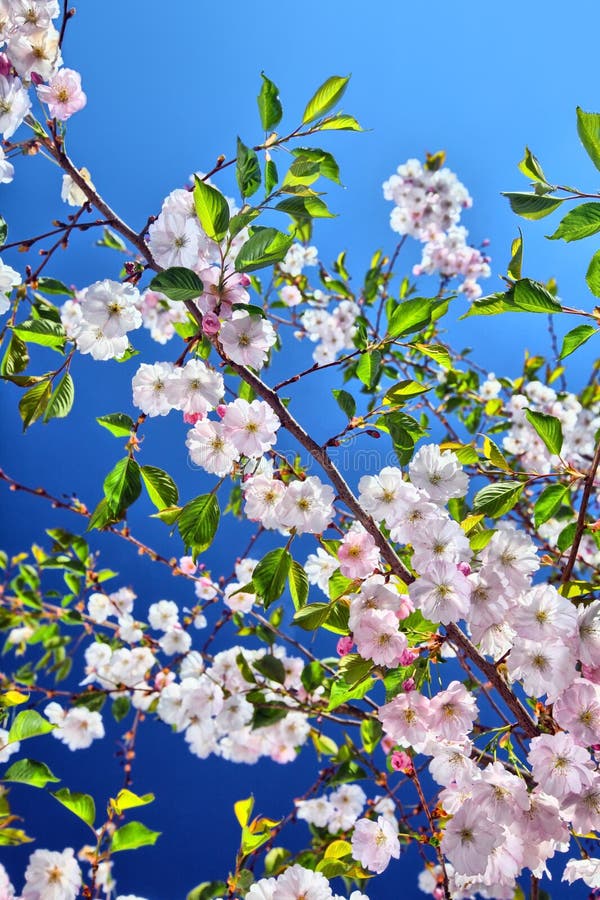 Cherry blossom stock photo. Image of celebration, event - 5075548