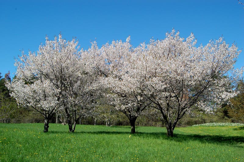 Cherry Trees Traverse City, Michigan Stock Photo - Image of fruit ...