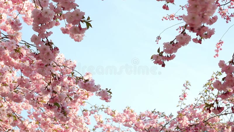 Cherry Blossom Under Blue Sky at the Springtime in Sunny Day. Stock ...