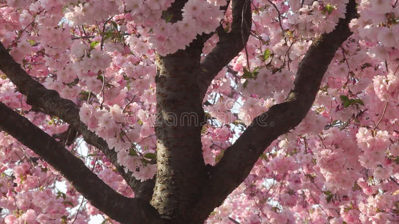Cherry Blossom and Red Leaves. Light Blossom and Buds of Prunus Avium ...