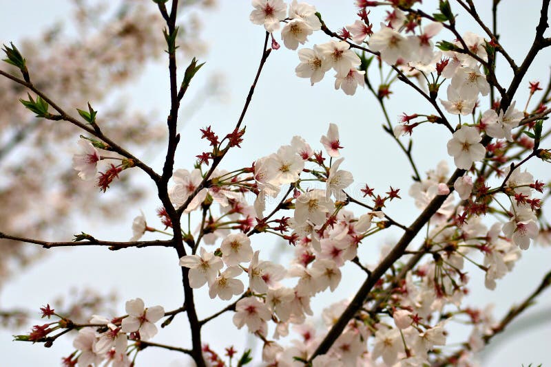 Cherry blossom stock image. Image of seasonal, spring - 3899003