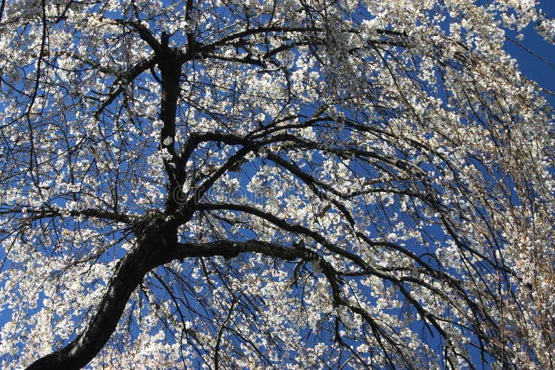 Zen garden stock photo. Image of natural, spirituality - 1739082