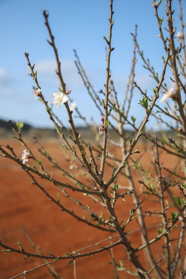 Cherry Blossom from an Almond Tree Stock Image - Image of grass, green ...