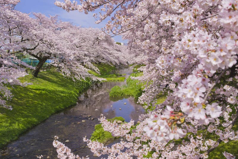 Cherry blossom stock image. Image of japanese, garden - 263419667
