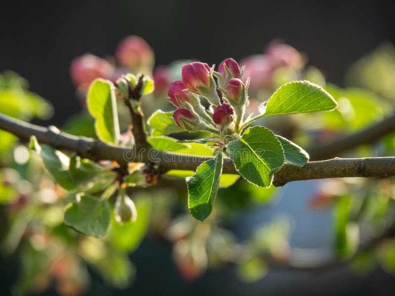 Bleeding trees in germany stock image. Image of cherry - 114992981