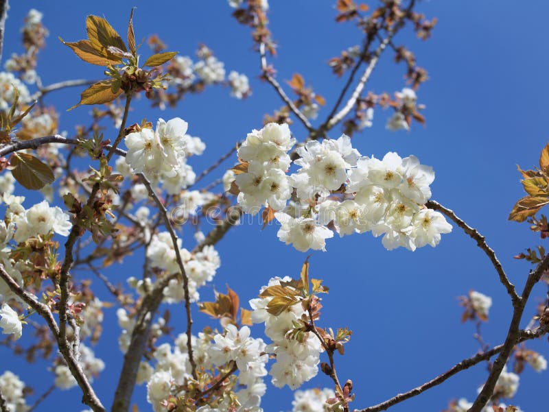 Spring Blossom of the Weeping Silver Pear Tree, Pyrus Salicifolia ...