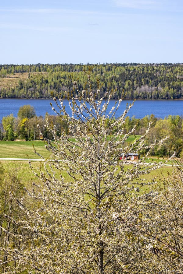 Cherry Blossom in a Beautiful Valley with a Lake in Spring Stock Image ...