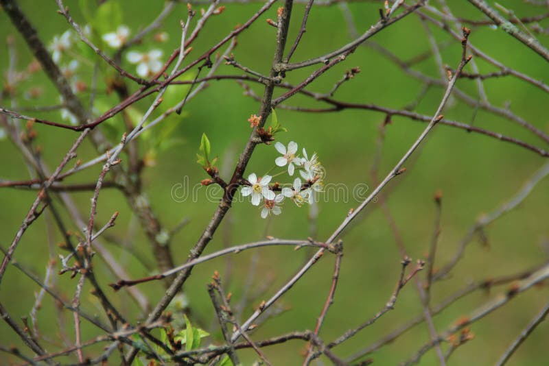 Types Cherry Blossom Stock Photos - Free & Royalty-Free Stock Photos ...