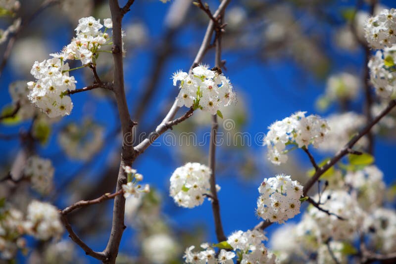 Elm tree blossoming stock photo. Image of macro, blossoming - 72157054