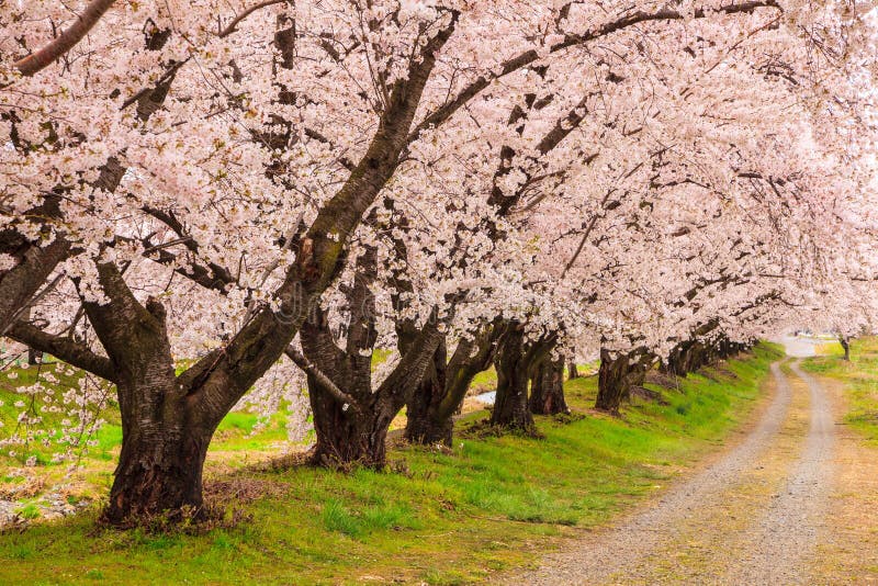 Sakura path stock photo. Image of natural, bloom, blooming - 23798308