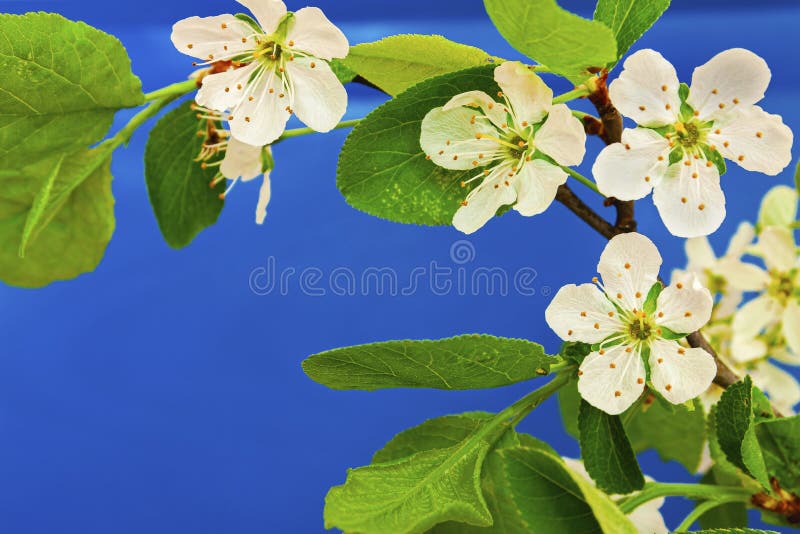 A Cherry Blossom on a Blue Background Stock Image - Image of blue ...