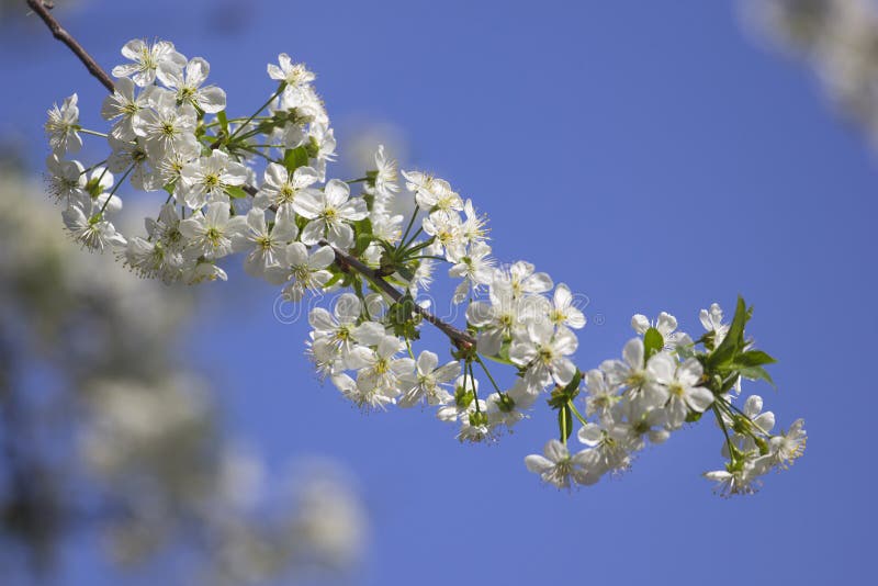 Cherry Blossom with a Blue Background. Stock Photo - Image of fruit ...
