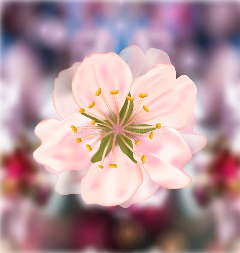 Cherry Blossom, Blurry Background Stock Vector - Illustration of ...