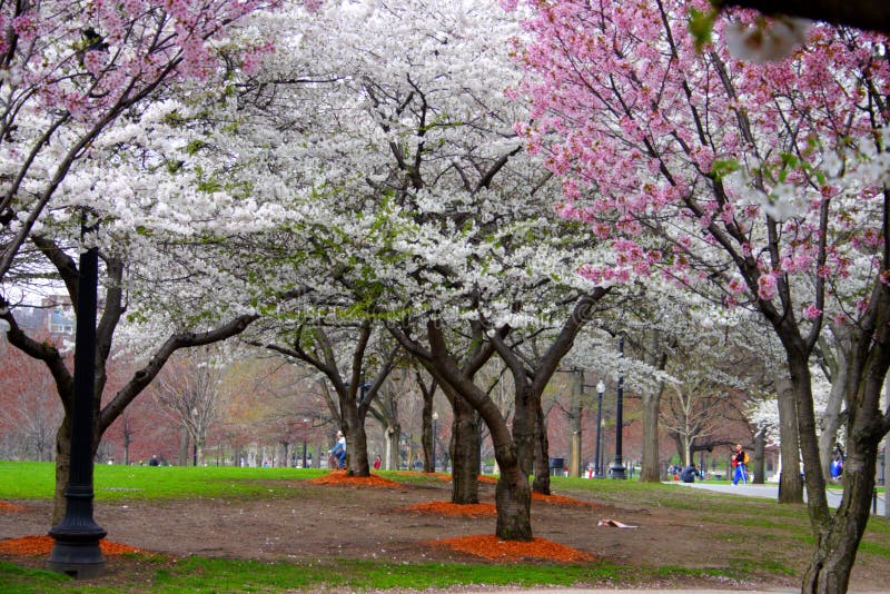 Cherry Blossom in Boston Public Garden during Spring Stock Photo ...