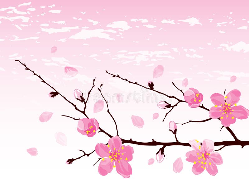 Cherry blossom branch stock vector. Illustration of light - 10248617