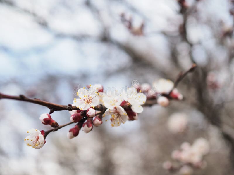 Cherry Blossom Branch Close Up in Spring Stock Image - Image of growth ...