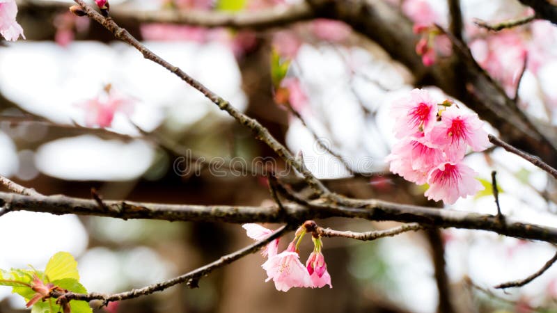 Cherry Blossom Branch stock photo. Image of blossom, asia - 82879462