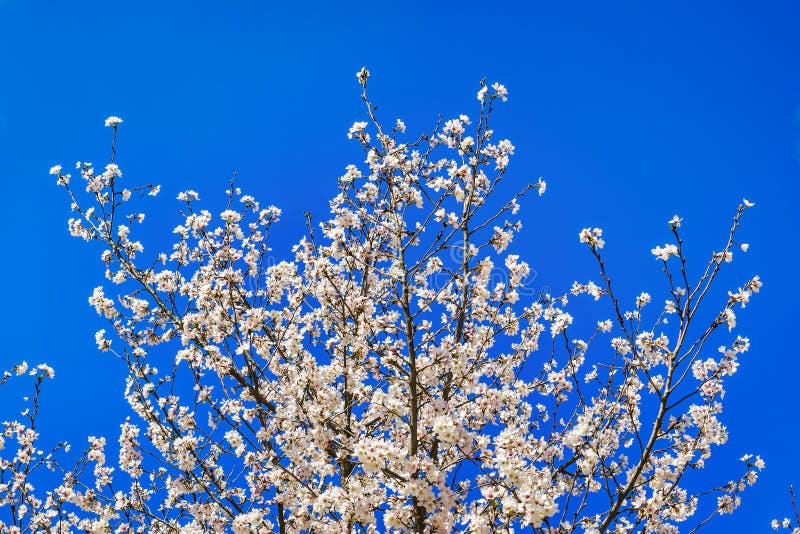 Cherry Blossom Branches Illuminated by Sunlight in Spring. Stock Photo ...