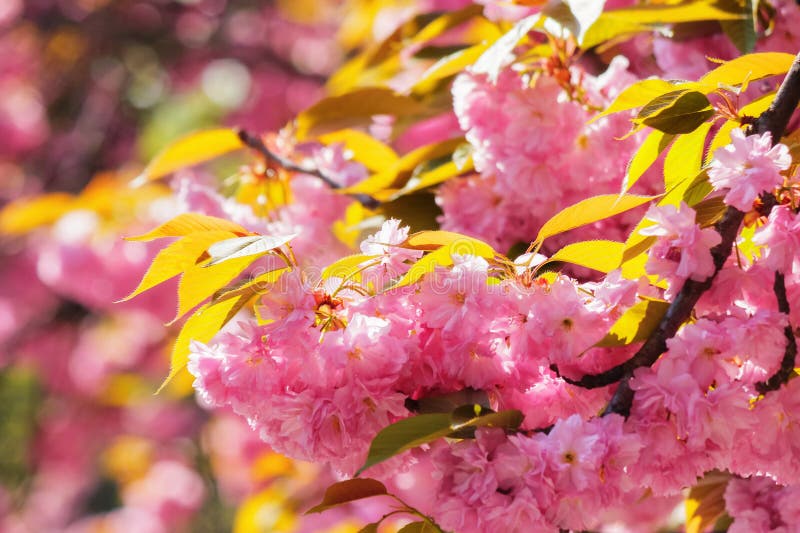 Cherry Blossom in Bright Sunlight Stock Image - Image of traditional ...
