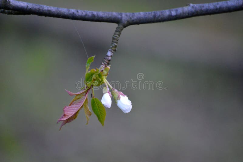 Cherry Blossom Bud in Spring Stock Photo - Image of tree, branch: 276920496