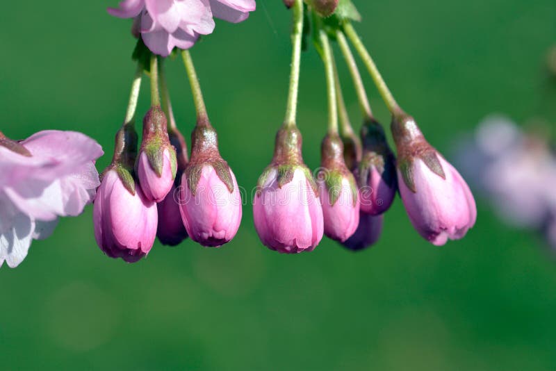 Cherry blossom buds stock image. Image of branches, antique - 39832669