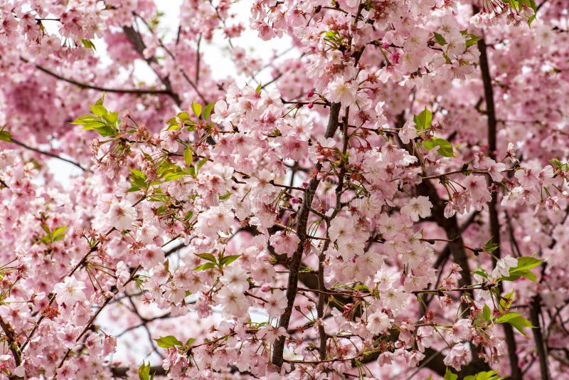 Cherry blossom. stock image. Image of color, leaf, beautiful - 275226529