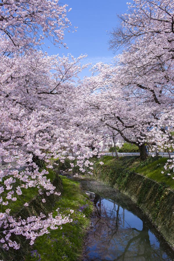 Cherry blossom stock image. Image of blossom, banner - 264392305
