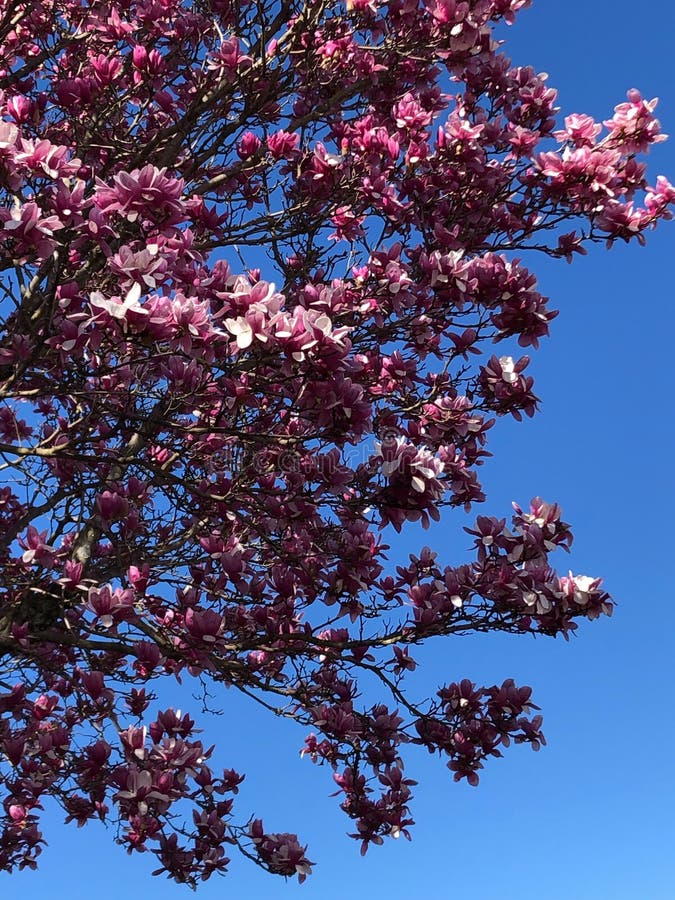 Cherry blossom stock photo. Image of tree, cherry, blue - 157945624