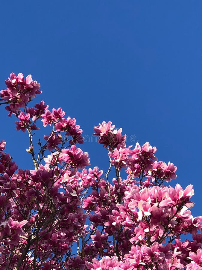 Cherry blossom stock image. Image of tree, blue, cherry - 157945709