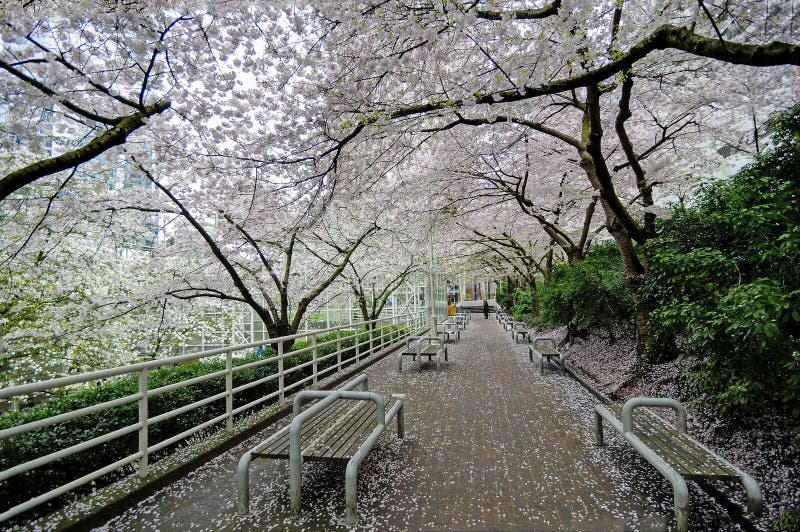 Cherry Blossom in City Center Stock Image - Image of panoramic ...