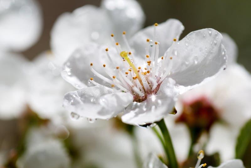 Cherry blossom close-up stock photo. Image of glitter - 19199342