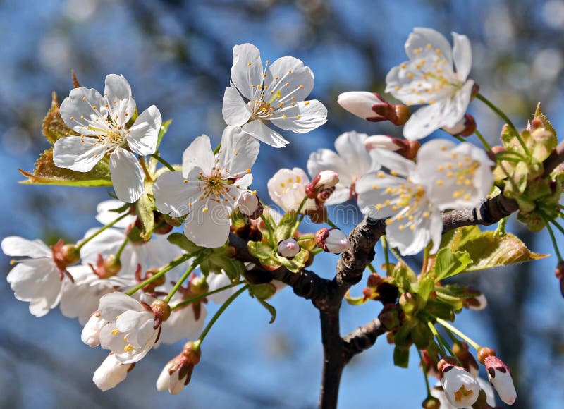 Cherry Tree stock photo. Image of water, closeup, abundance - 76152058