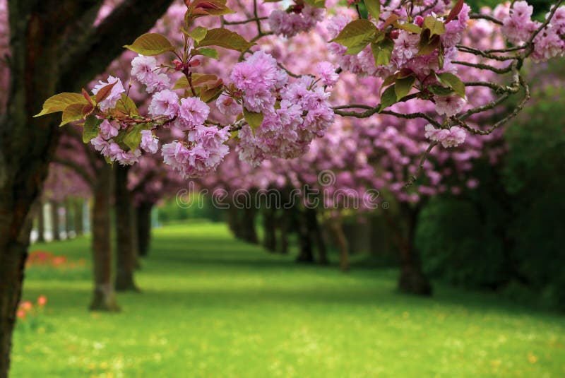 Cherry blossom stock photo. Image of sakura, season - 215905040
